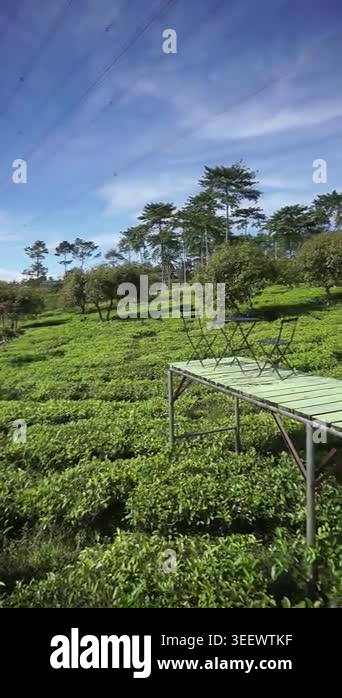 A natural tourist area featuring wooden bridges and lounge chairs with ...