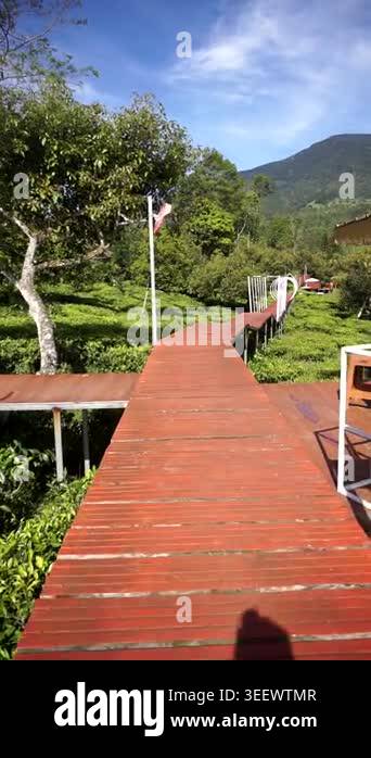 A natural tourist area featuring wooden bridges and lounge chairs with ...