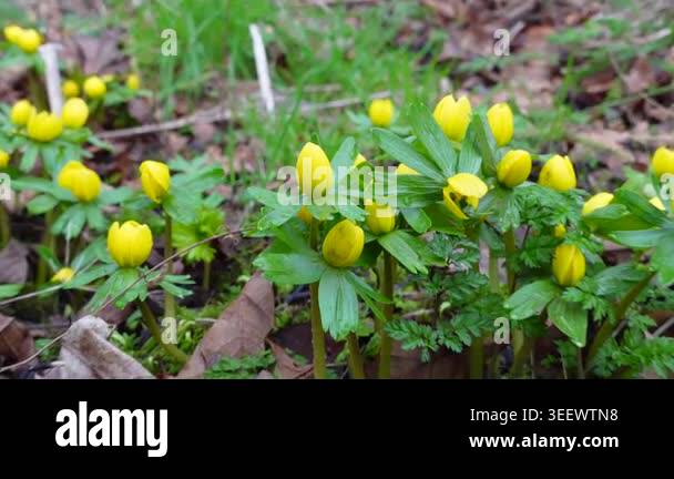 Slow zoom on yellow winter aconite flowers, spring scene Stock Video ...