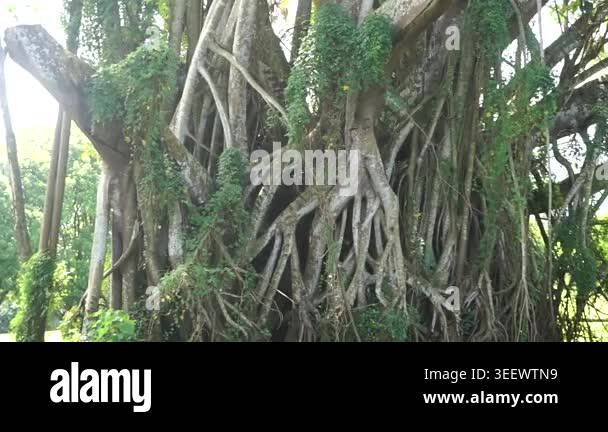 Ancient banyan tree hundreds of years old with massive hanging roots in ...