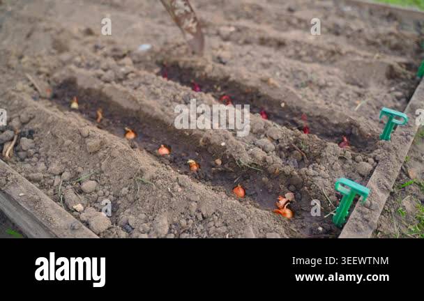 Freshly planted onions covered with soil on vegetable garden bed. Onion ...