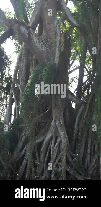 Ancient banyan tree hundreds of years old with massive hanging roots in ...
