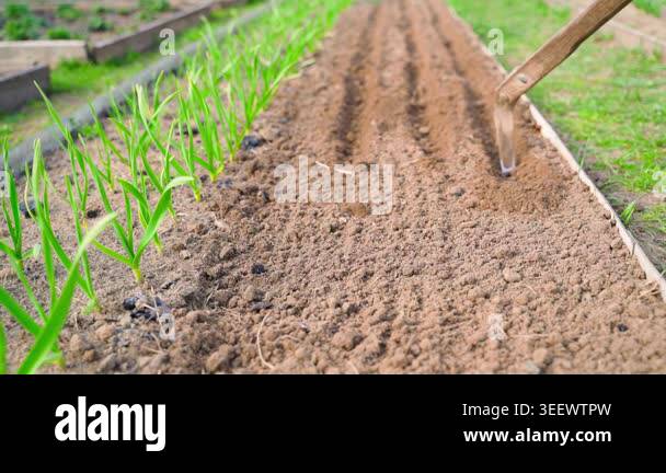 Making rows in garden bed with hoe for planting seeds next to growing ...