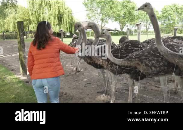 Woman in orange jacket feeds a line of ostriches through a fence at an ...