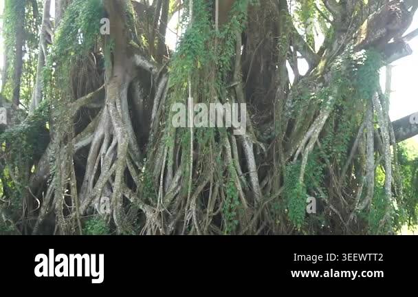 Ancient banyan tree hundreds of years old with massive hanging roots in ...