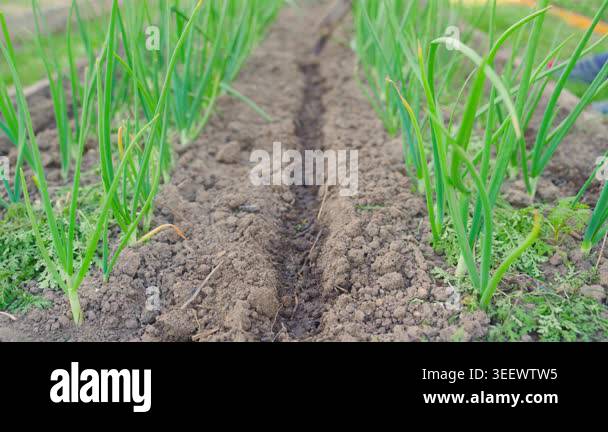 Freshly sown carrot seeds covered with soil. Planting carrots next to ...