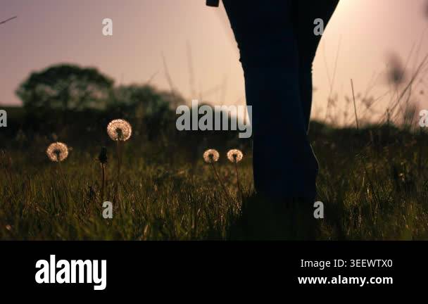 Woman walking in dandelions in sunset lit meadow medium 4k slow motion ...