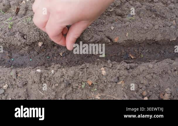 Hand sowing radish seeds close-up top view. High quality 4k footage ...