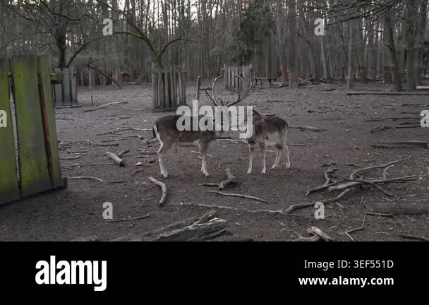 High quality static video of deer herd behavior in early spring ...