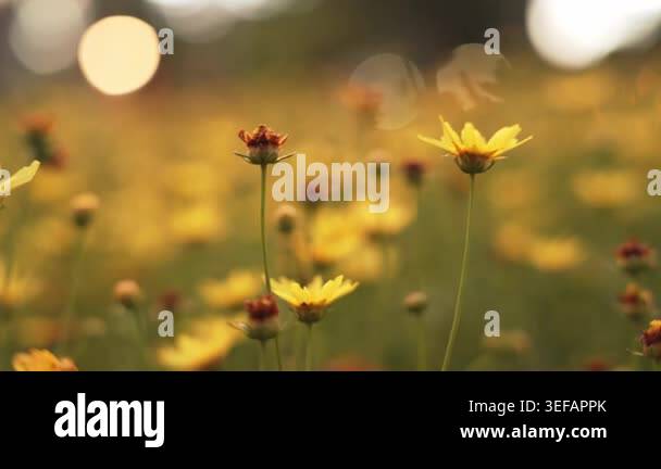 Close-up of vibrant yellow wildflowers in a meadow during golden hour ...