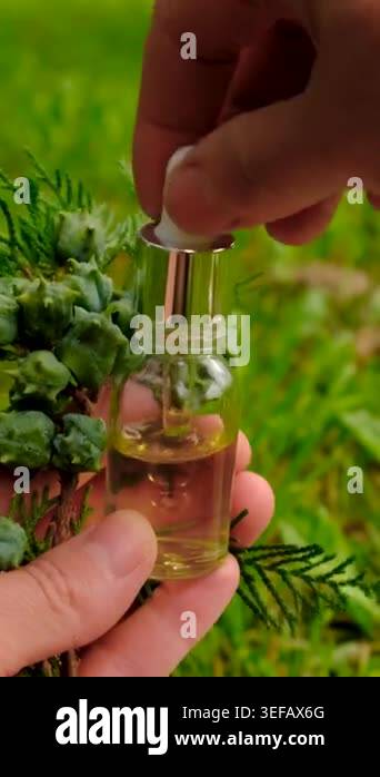 Thuja essential oil and supplements. Selective focus. nature Stock ...