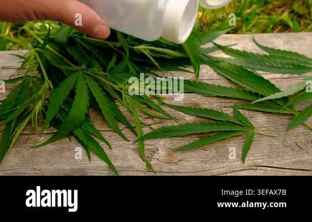 Cannabis supplements and homeopathy. Selective focus. Nature Stock ...