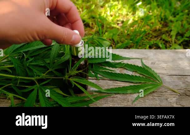 Cannabis supplements and homeopathy. Selective focus. Nature Stock ...