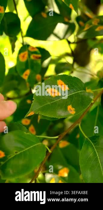 Yellow spots on pear leaves. Selective focus. Nature Stock Video ...