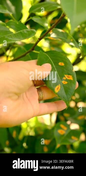 Yellow spots on pear leaves. Selective focus. Nature Stock Video ...