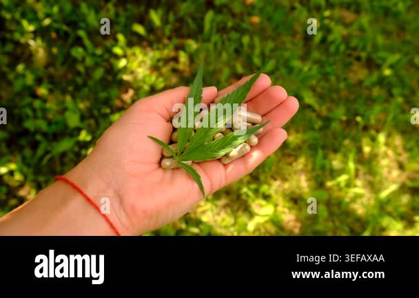 Cannabis supplements and homeopathy. Selective focus. Nature Stock ...