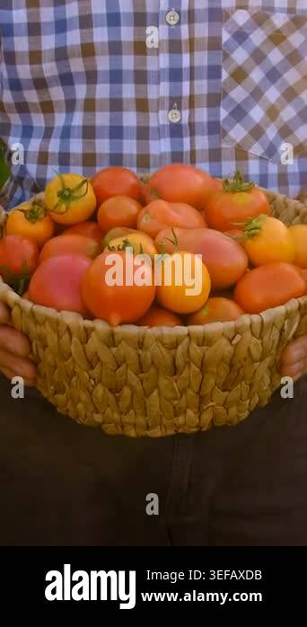 A farmer holds a tomato crop in his garden. Selective focus. Food Stock ...