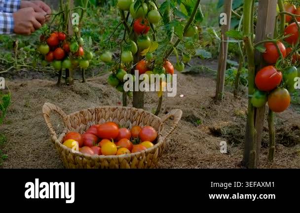 A farmer holds a tomato crop in his garden. Selective focus. Food Stock ...
