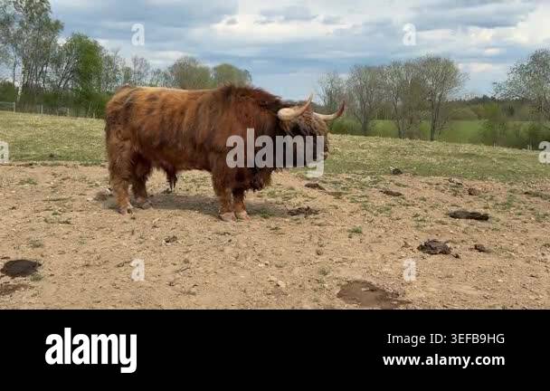 Highland cattle walks across a grassy pasture, displaying its unique ...