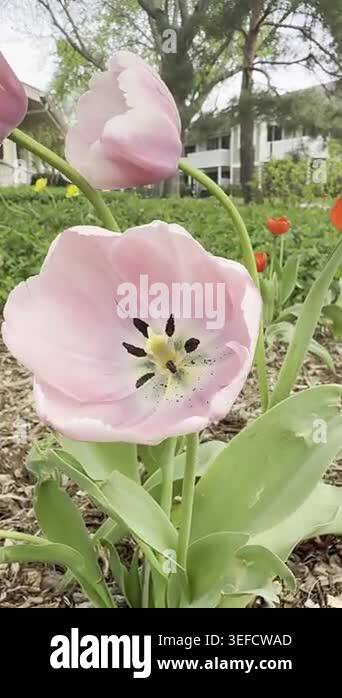 Beautiful Opened Pink Bloom in Sunny Spring and Warm Early Summer ...