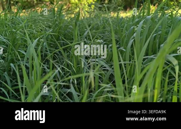 Sunlit Tall Grass Swaying In Breeze, Dense Green Blades With Dewy Tips ...