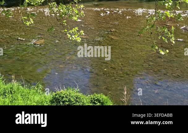 Shallow Rocky Stream With Currents, Visible Stones And Clear Water ...
