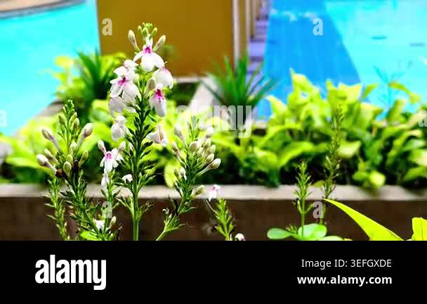 The beauty of soft white Japanese jasmine flowers with purple accents ...