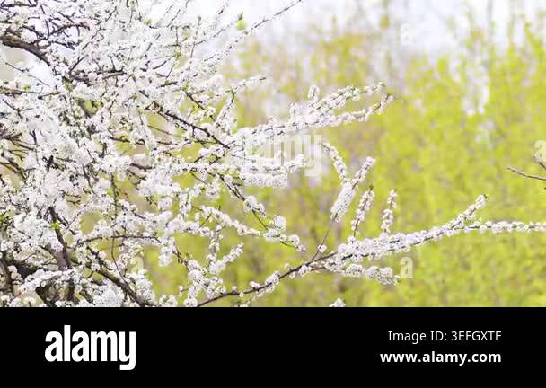 Delicate white flowers covering a tree limb during springtime, moving ...