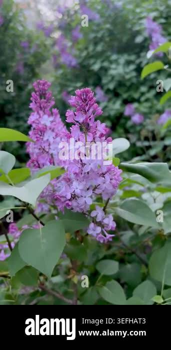 Vertical video of fresh purple lilac blossoms swaying gently in a lush ...