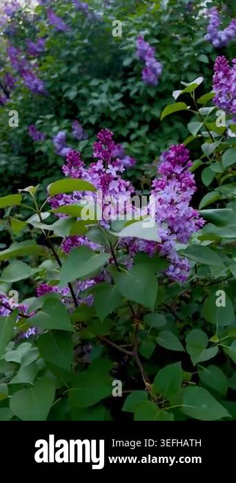 Vertical video of fresh purple lilac blossoms swaying gently in a lush ...
