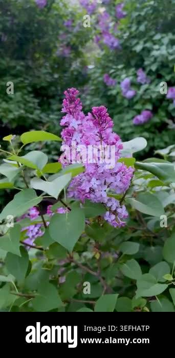 Vertical video of fresh purple lilac blossoms swaying gently in a lush ...