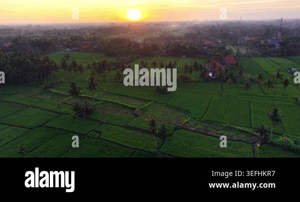 Aerial view of lush green rice fields in Ubud, Bali, at sunset, with ...