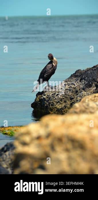 Cormorant preening on rocks by calm sea. Seabird grooming feathers ...