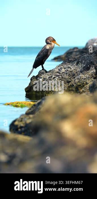 Cormorant side profile on rocky shoreline. Side view of cormorant ...
