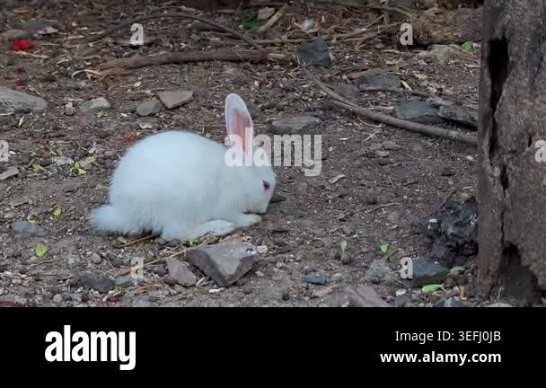 White rabbit with pink eyes sitting in a garden habitat Stock Video ...