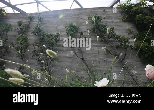Green Leaves Climbing Concrete Wall, Trained Branches Forming Textured ...