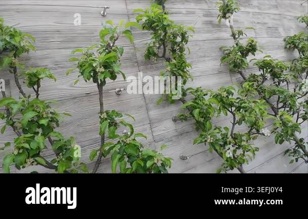 Green Leaves Climbing Concrete Wall, Trained Branches Forming Textured ...