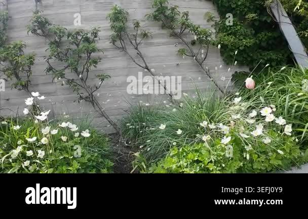 Green Leaves Climbing Concrete Wall, Trained Branches Forming Textured ...