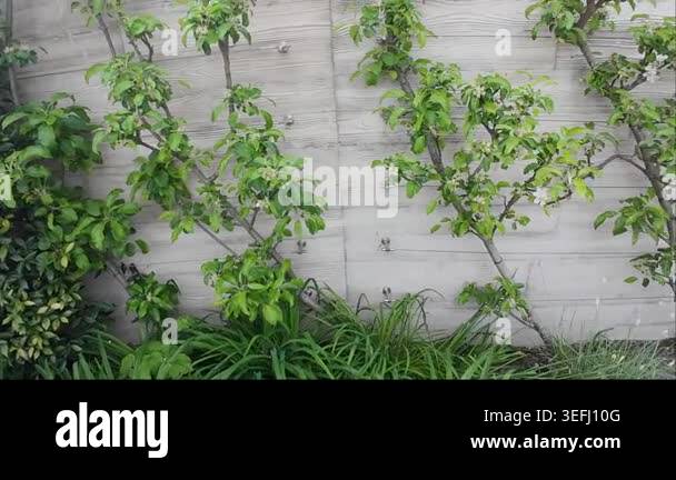 Green Leaves Climbing Concrete Wall, Trained Branches Forming Textured ...
