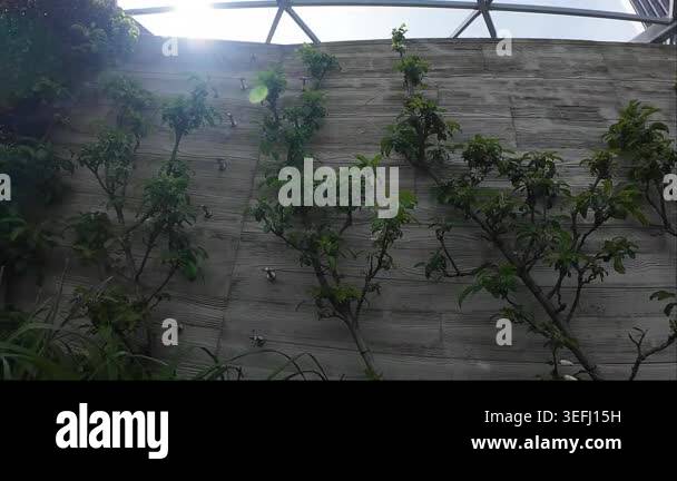 Green Leaves Climbing Concrete Wall, Trained Branches Forming Textured ...