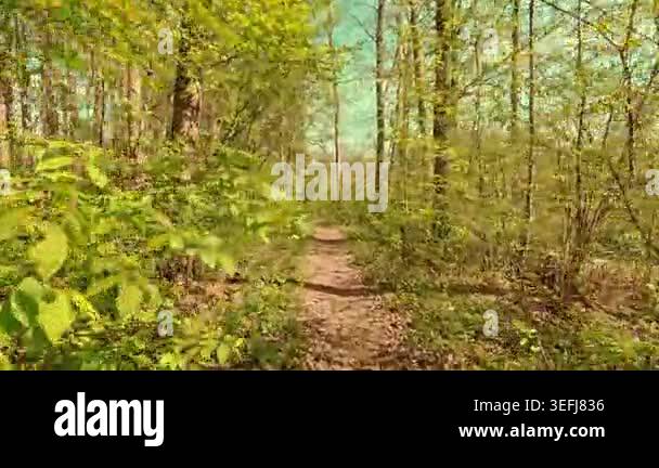 Springtime mood in the forest, walking on forest paths Stock Video ...