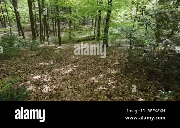 Sunlit view of a lush deciduous forest in spring, featuring vibrant ...