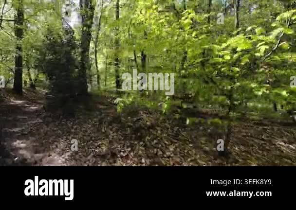 Sunlit view of a lush deciduous forest in spring, featuring vibrant ...
