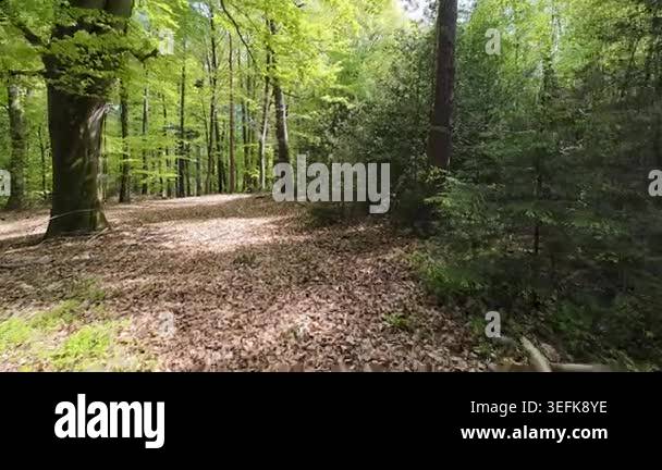 Sunlit view of a lush deciduous forest in spring, featuring vibrant ...