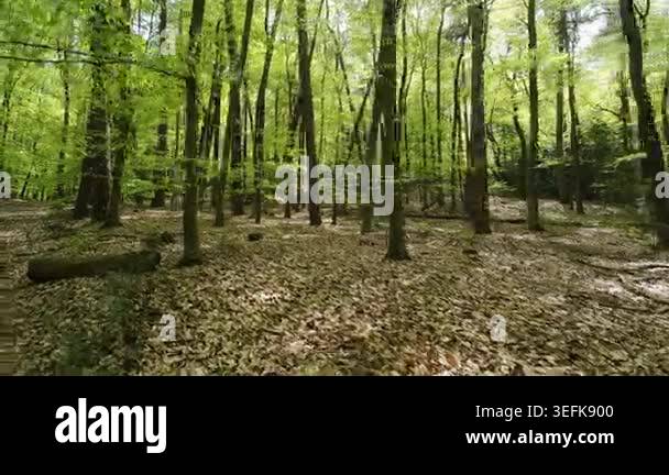 Sunlit view of a lush deciduous forest in spring, featuring vibrant ...