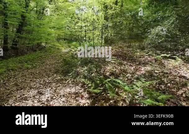 Sunlit view of a lush deciduous forest in spring, featuring vibrant ...