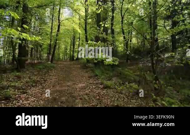Sunlit view of a lush deciduous forest in spring, featuring vibrant ...