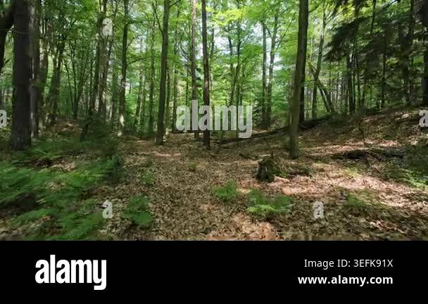 Sunlit view of a lush deciduous forest in spring, featuring vibrant ...