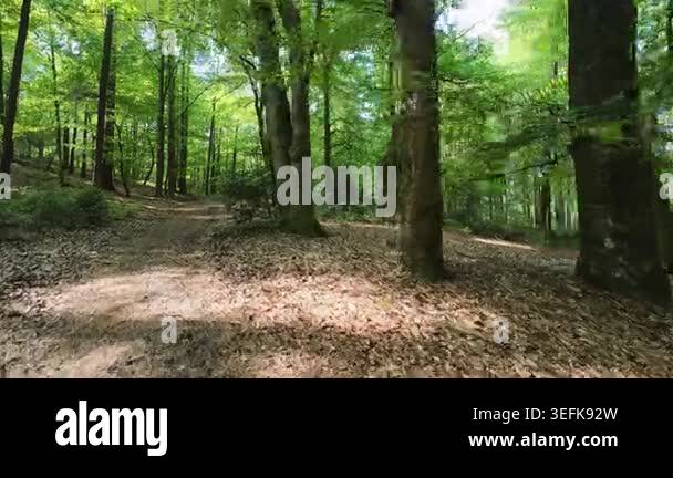 Sunlit view of a lush deciduous forest in spring, featuring vibrant ...