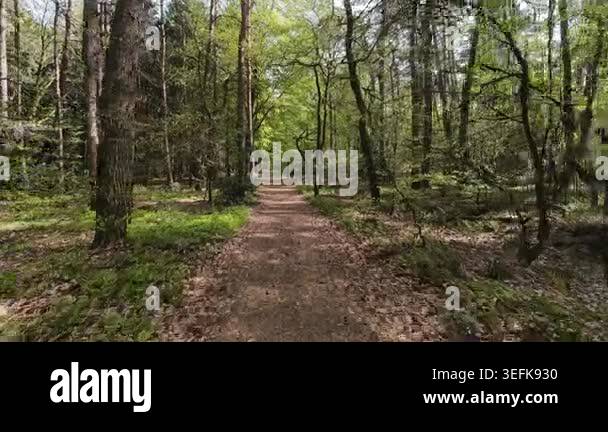 Sunlit View Of A Lush Deciduous Forest In Spring Featuring Vibrant